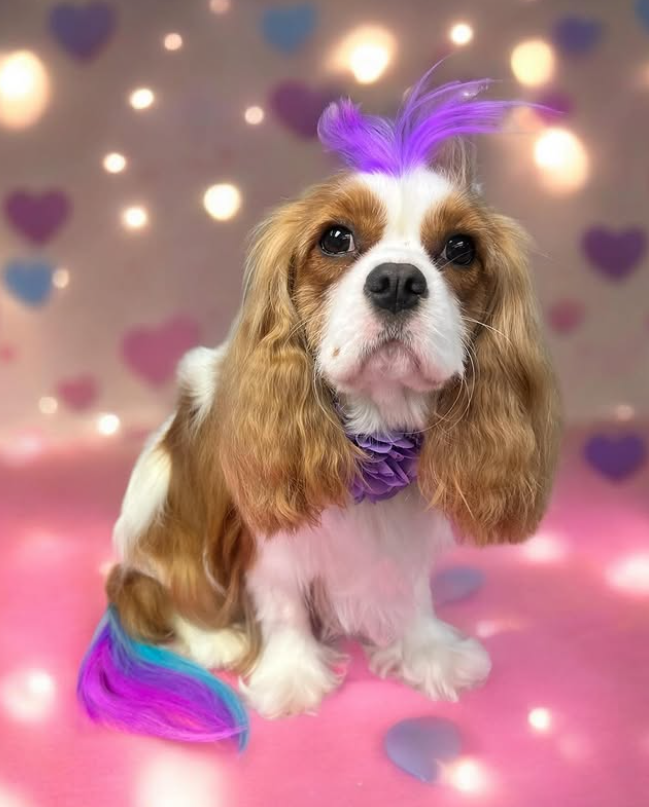 Luxury Pet Grooming in South Ogden, UT | Bree's Pet Grooming